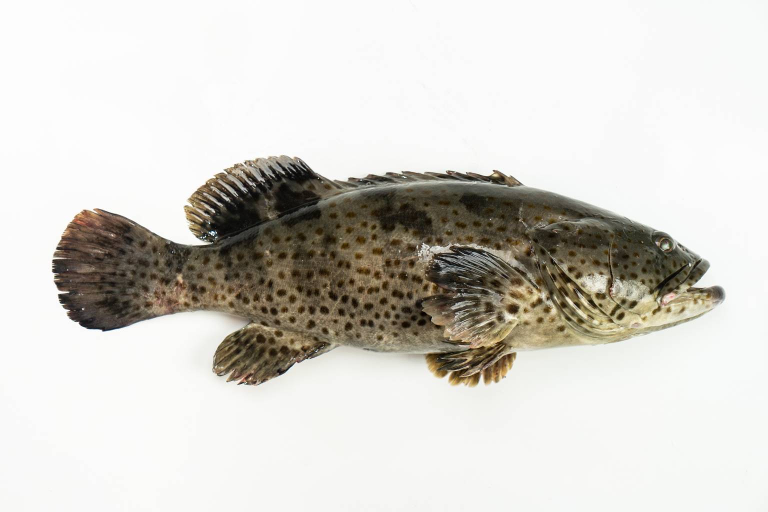 Oktopurs Online – 青石斑鱼 Fresh Green Grouper