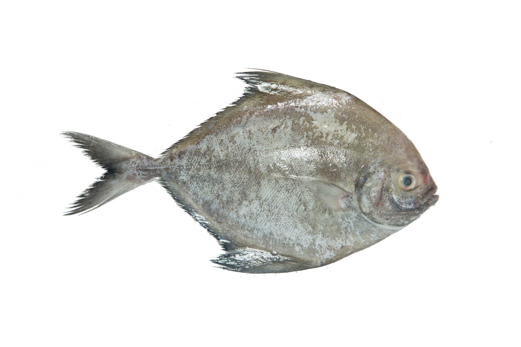 Oktopurs Online – Tenggiri Batang