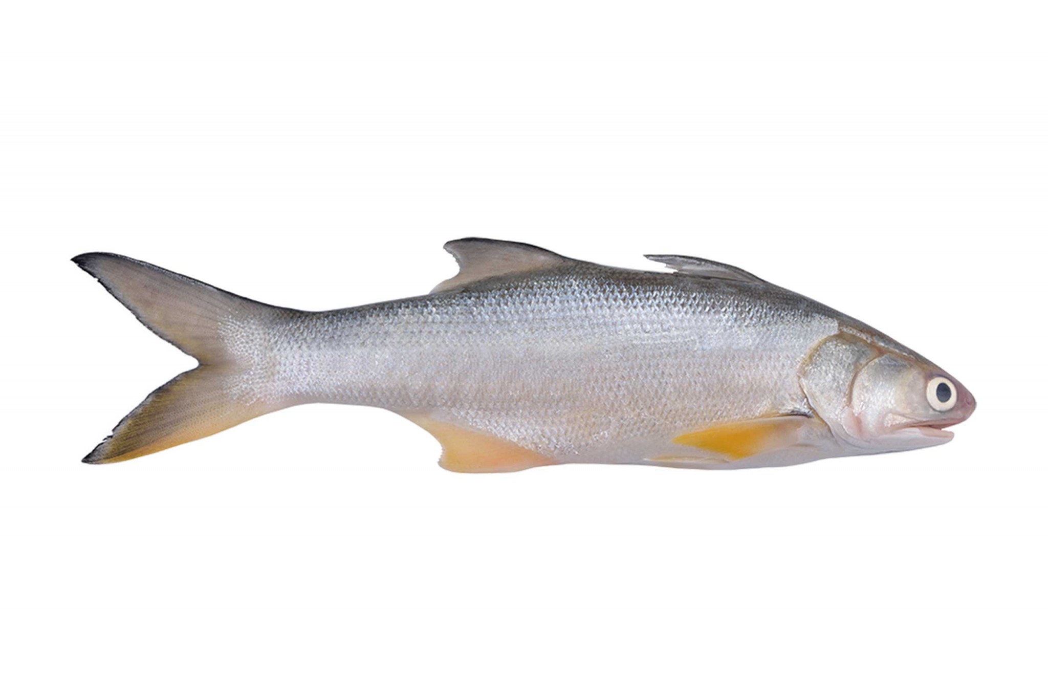 Oktopurs Online – Fresh Senangin