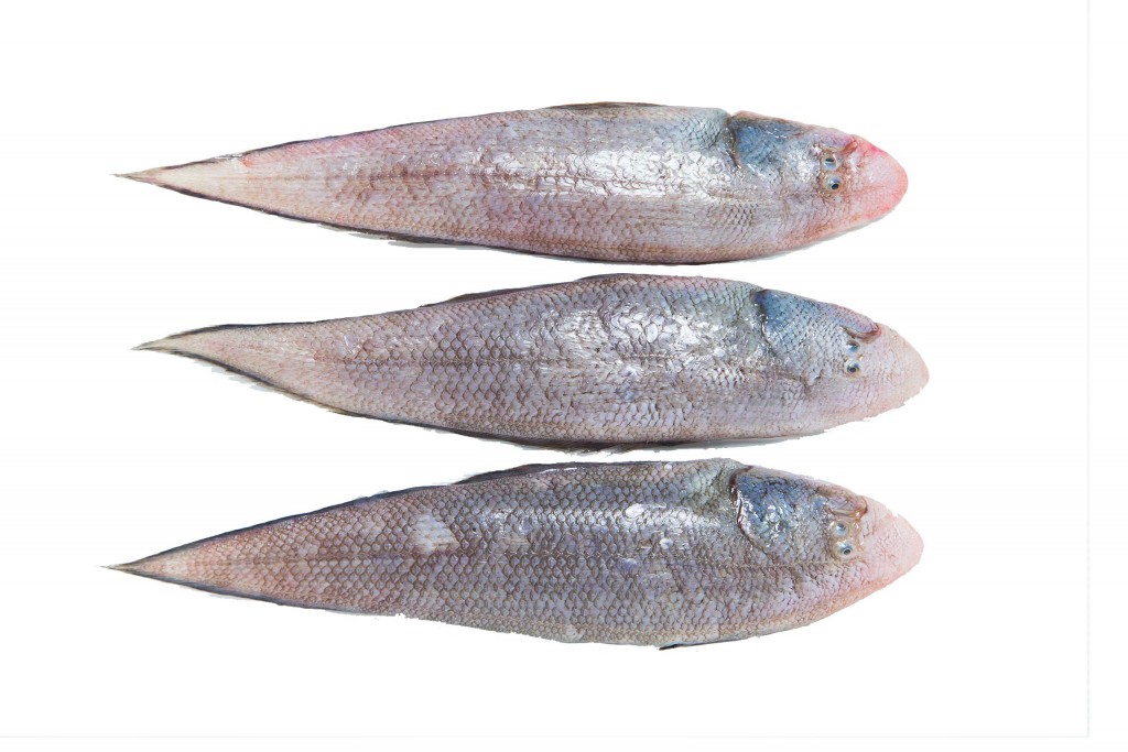 Oktopurs Online – Wild Catch