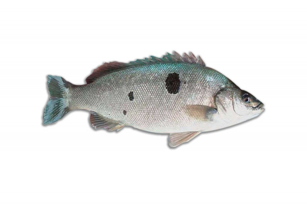 Fresh Australian Jade Perch delivery to you - Oktopurs Online