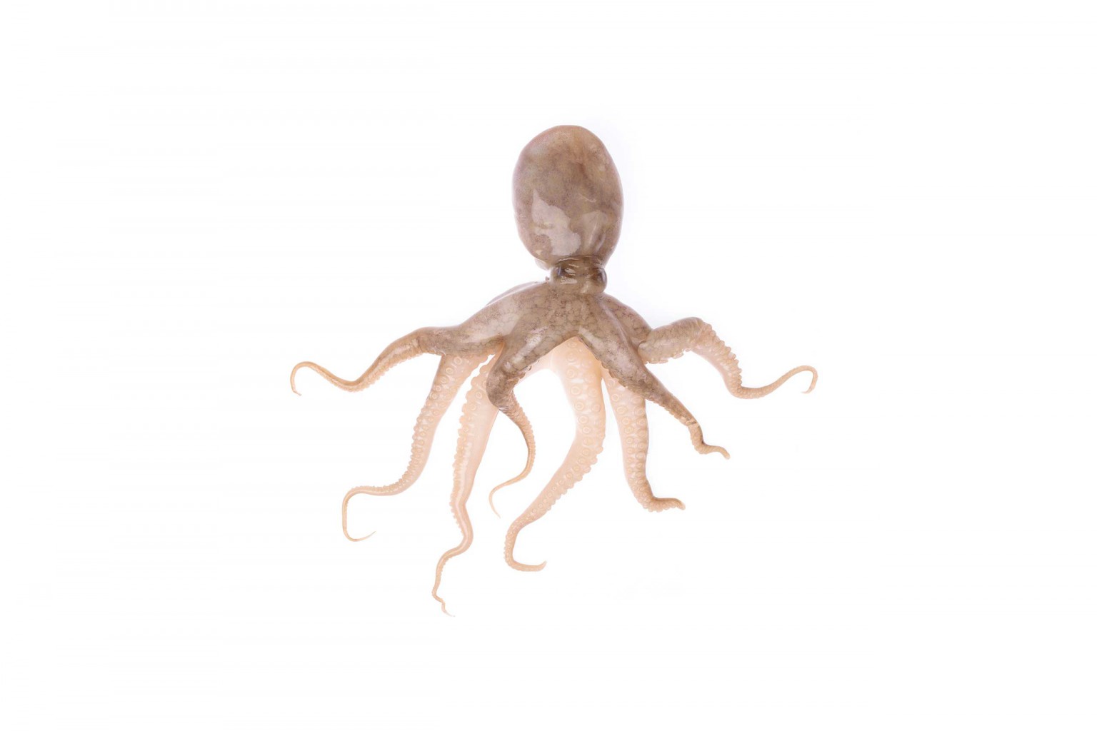 Oktopurs Online – Fresh Baby Octopus (500g)