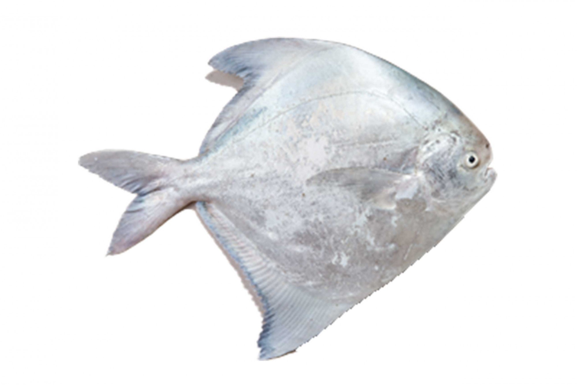 Wild Sabah Chinese Pomfret – Oktopurs Online