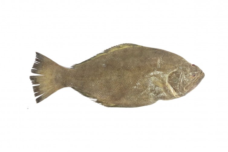 Oktopurs Online – Tenggiri Batang