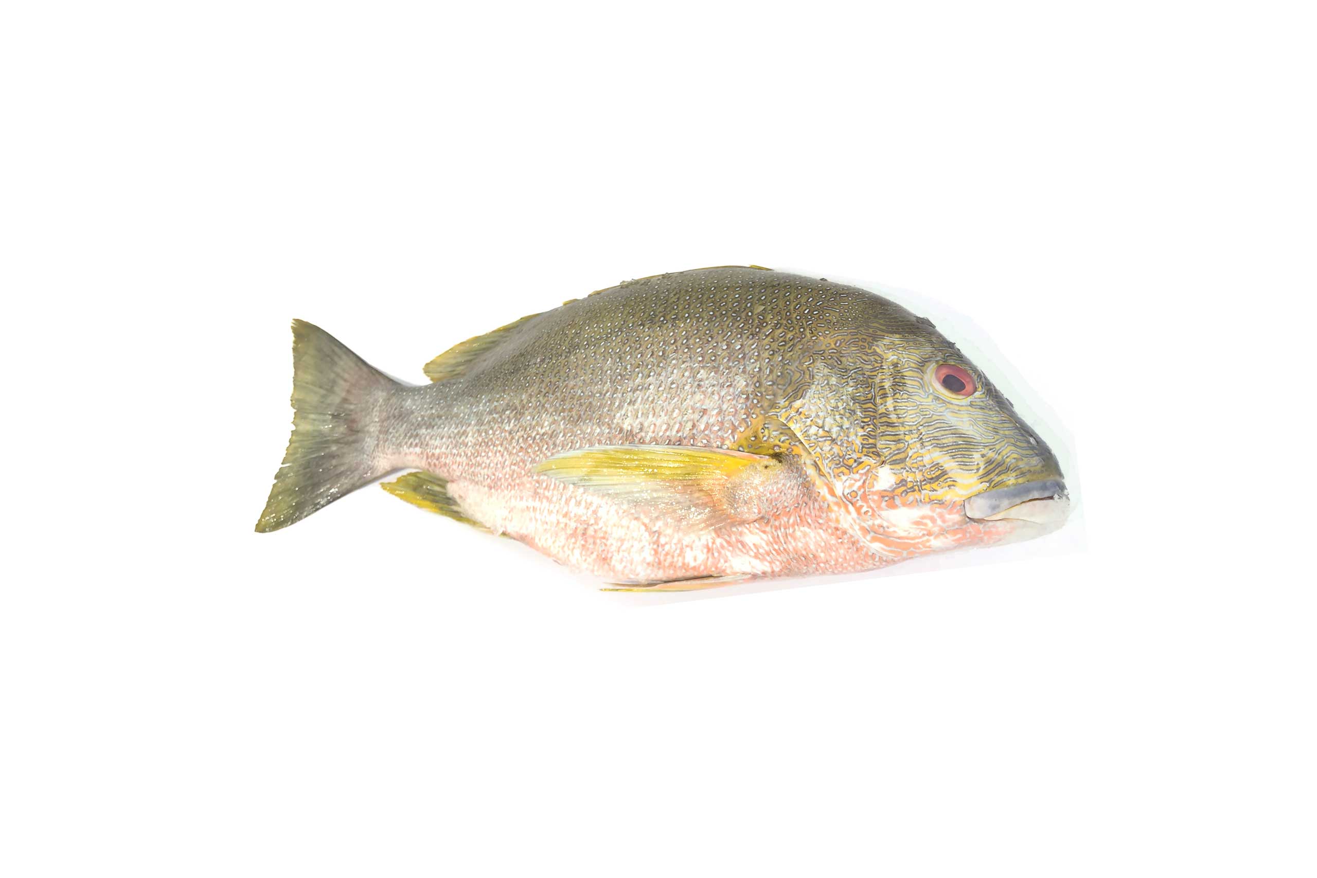 海底鸡 Blubberlip Snapper – Oktopurs Online