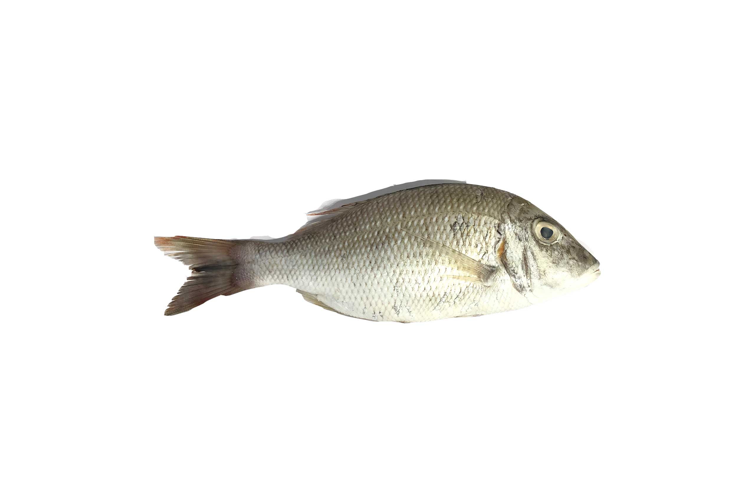 Oktopurs Online – 白皂 White Snapper