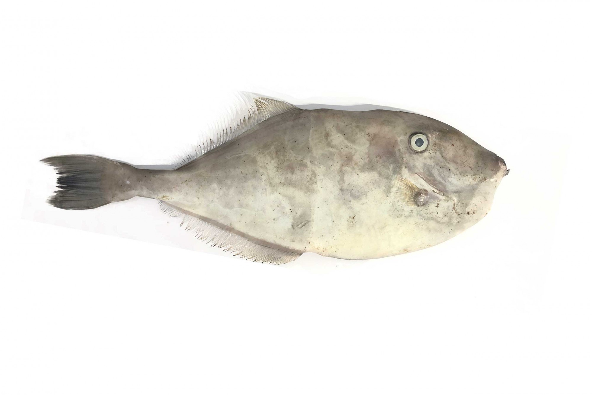 Oktopurs Online – Leather Jacket Fish