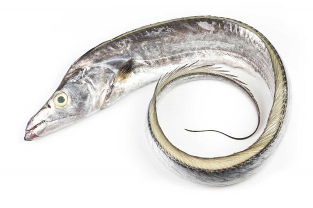 Oktopurs Online – Wild Catch