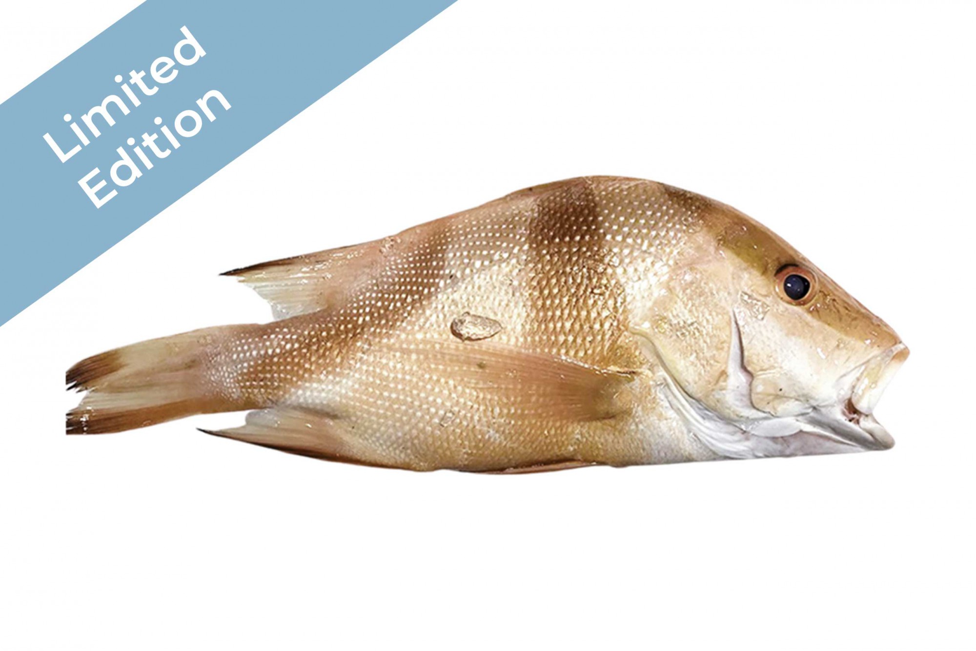 Emperor Snapper – Oktopurs Online