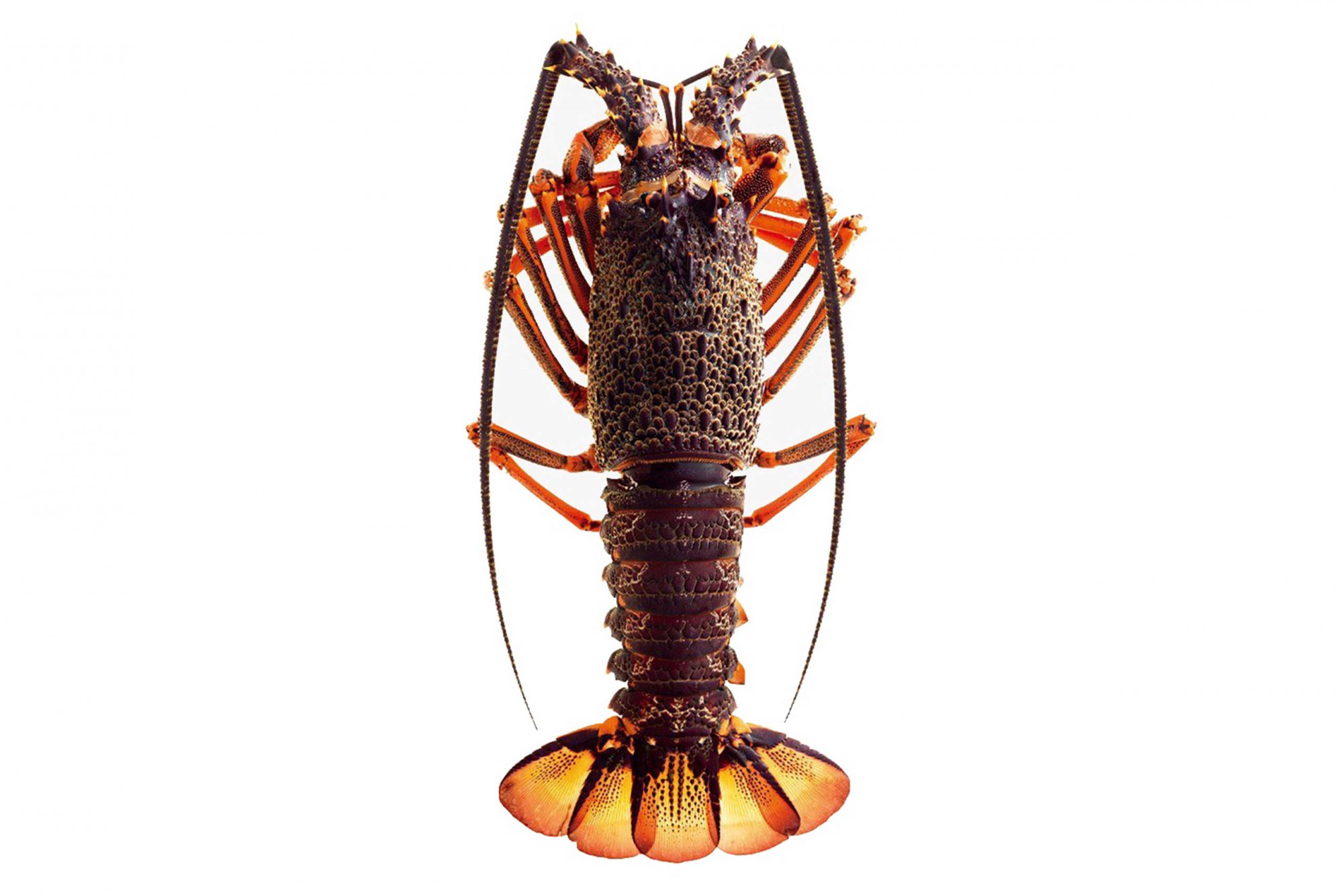 Live Australian Lobster – Oktopurs Online