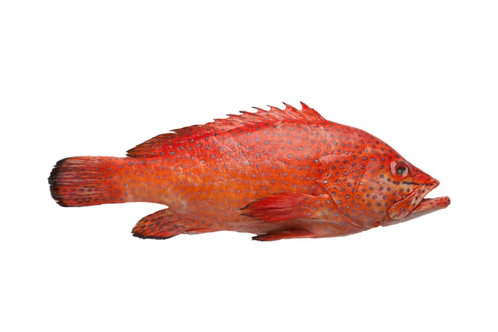 Red Flag Grouper – Oktopurs Online